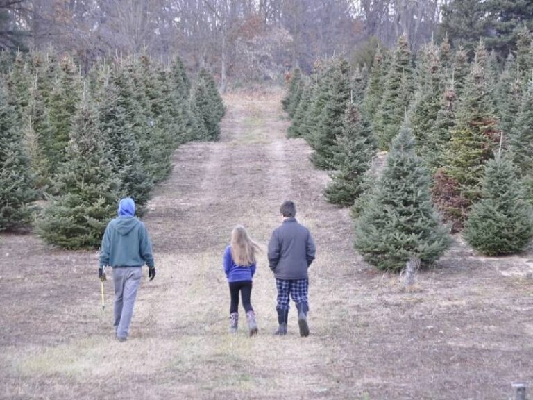 From Forest to Living Room: 14 Lansing Christmas Tree Farms You’ll Love ...