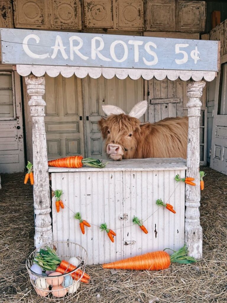 Highland Cows in Michigan: Your Guide to Cuddles, Photos & Festivals ...
