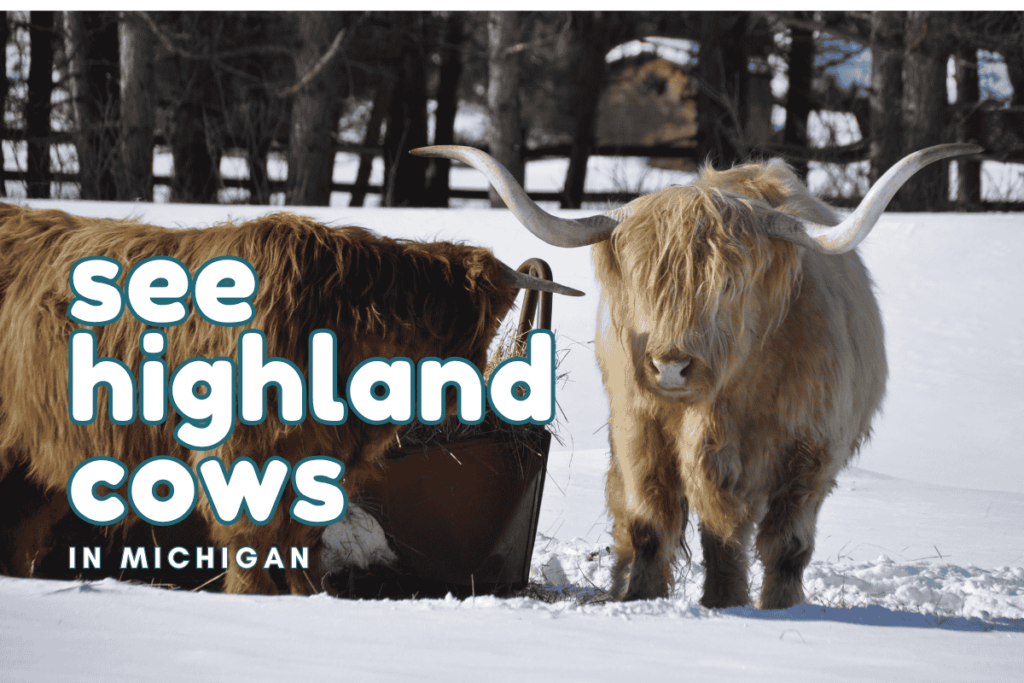 Candy Road Trip! 7 Must-Visit Spots for Michigan Candy Fans - Hey Michigan