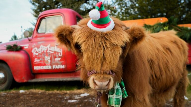 Highland Cows in Michigan: Your Guide to Cuddles, Photos & Festivals ...