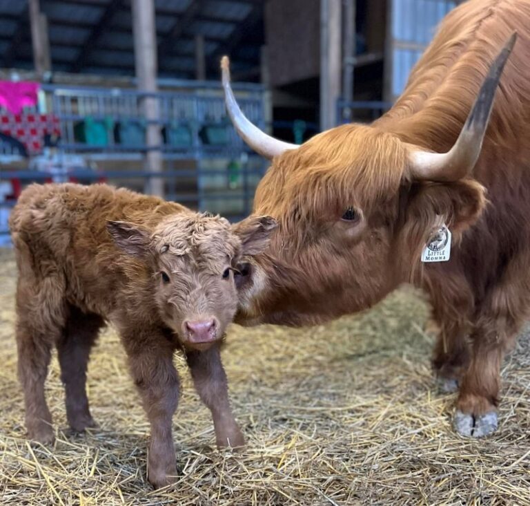 Highland Cows in Michigan: Your Guide to Cuddles, Photos & Festivals ...