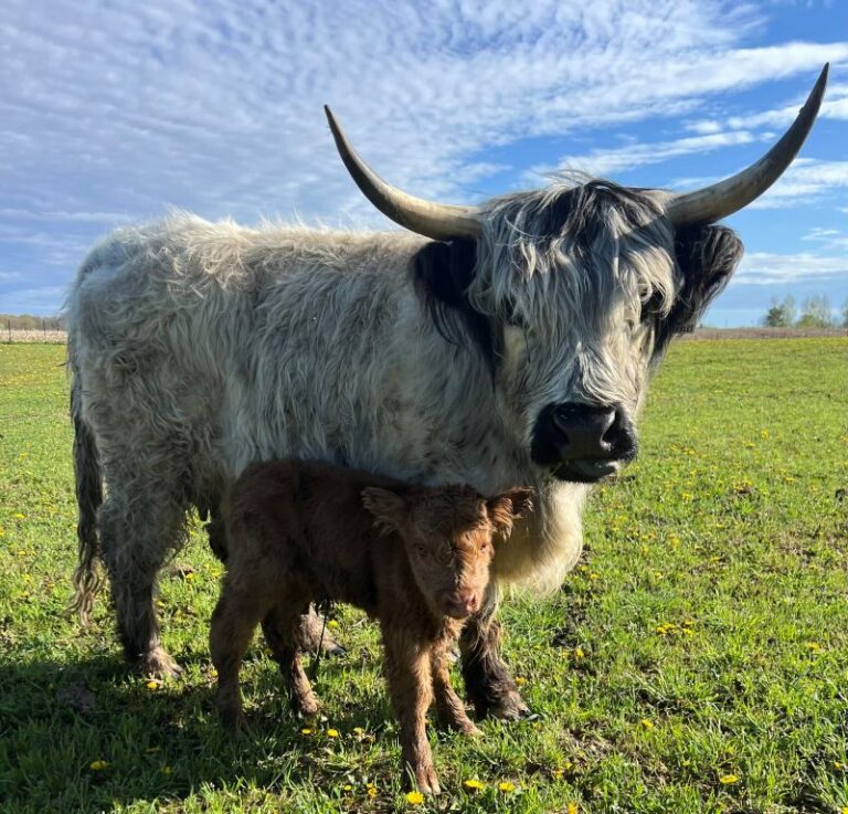 Highland Cows in Michigan: Your Guide to Cuddles, Photos & Festivals ...
