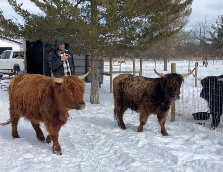 Highland Cows in Michigan: Your Guide to Cuddles, Photos & Festivals ...