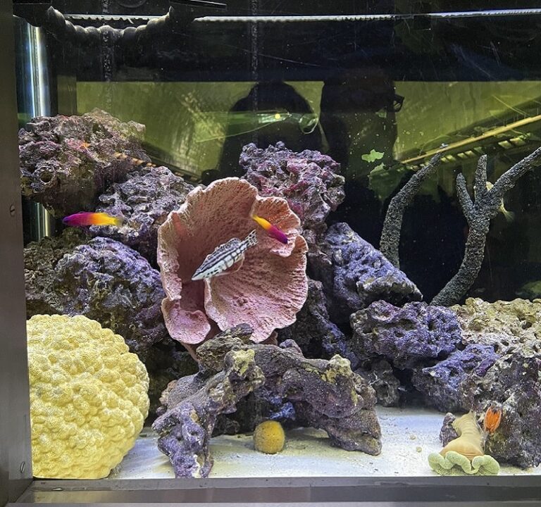 Belle Isle 2025: One of Michigan’s Best Kept Secrets is an Island off ...