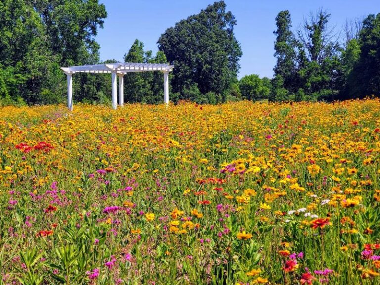 12 Prettiest Flower Fields in Michigan