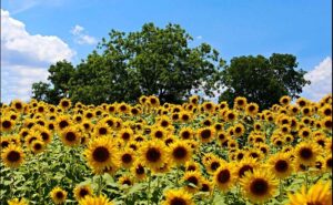 12 Prettiest Flower Fields in Michigan