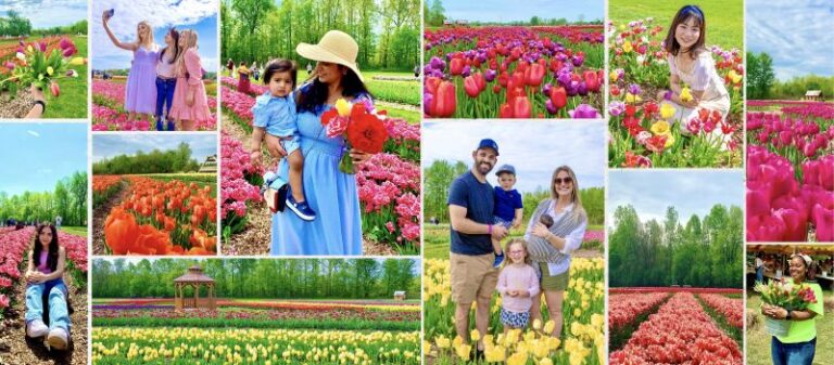 12 Prettiest Flower Fields in Michigan