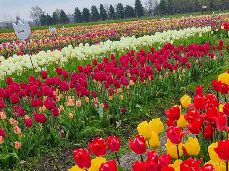 12 Prettiest Flower Fields in Michigan