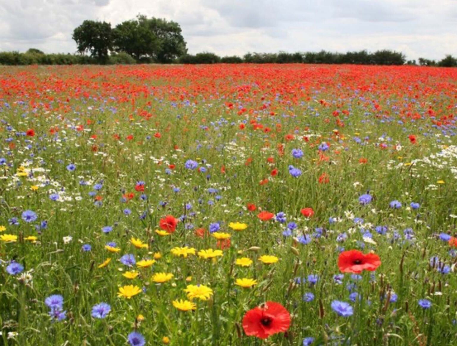 12 Prettiest Flower Fields in Michigan