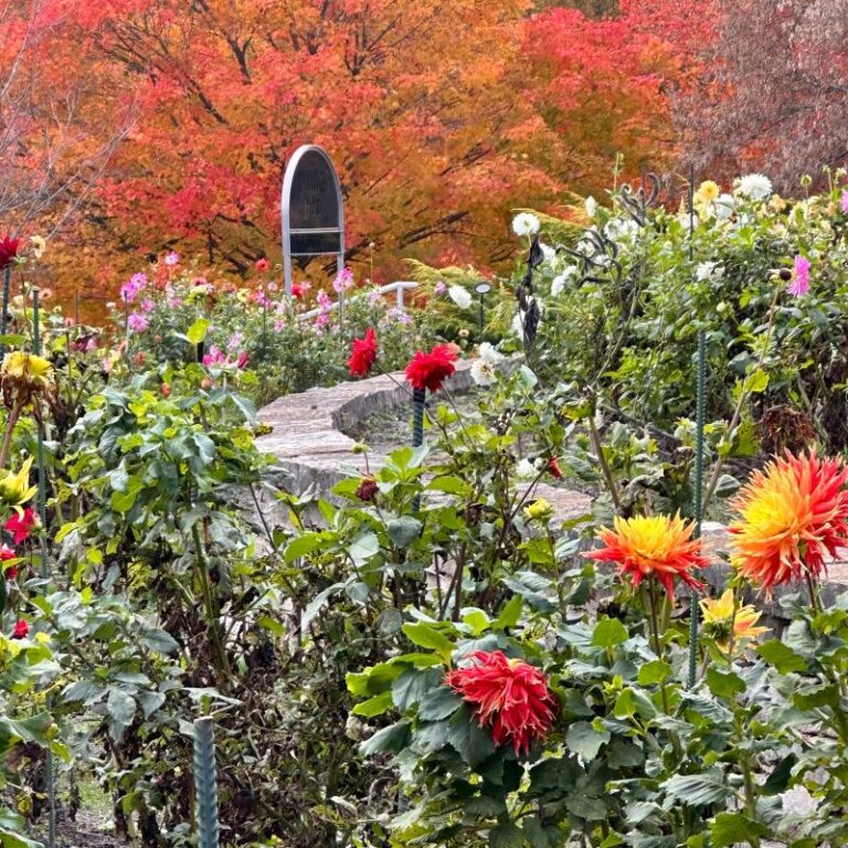 12 Prettiest Flower Fields in Michigan