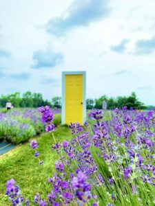 12 Prettiest Flower Fields in Michigan