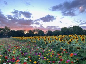 12 Prettiest Flower Fields in Michigan