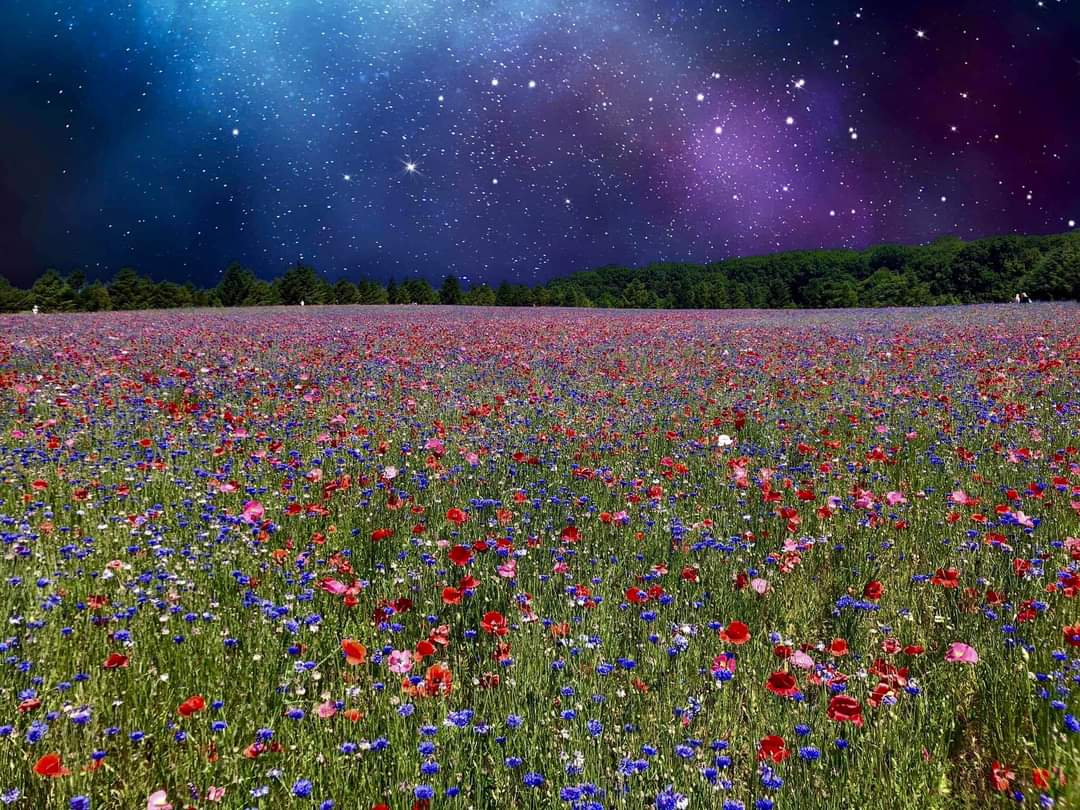 12 Prettiest Flower Fields in Michigan