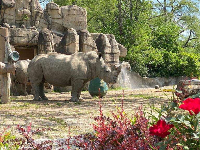Detroit Zoo Trip Planner 2025: Fantastic Things to Do on Your Visit