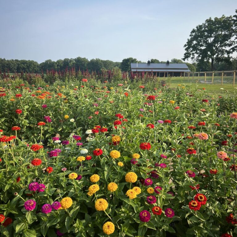 12 Colorful Michigan Flower Farms that Want You to Come Flower Picking
