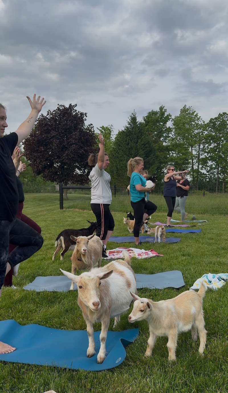 Bluebird Meadow Goat Yoga - Hey Michigan