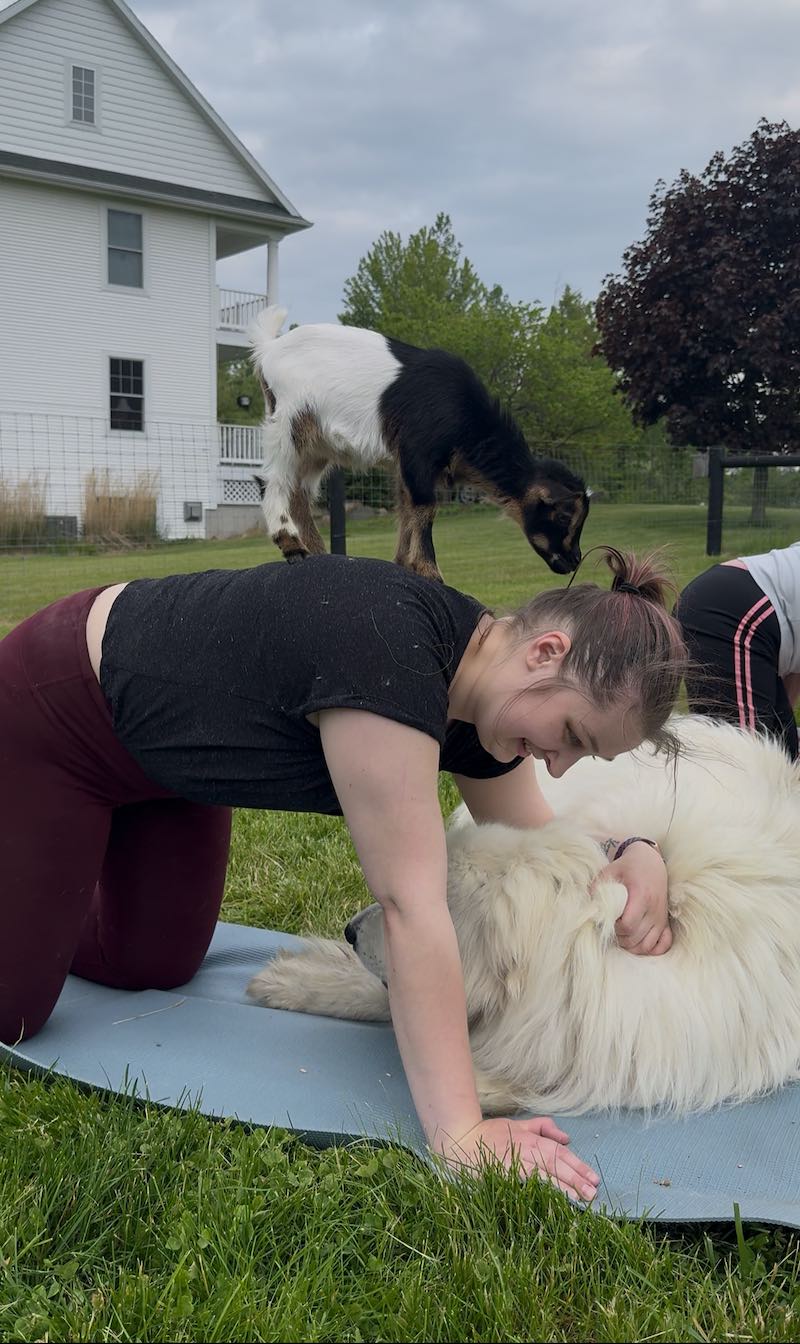 Bluebird Meadow Goat Yoga - Hey Michigan